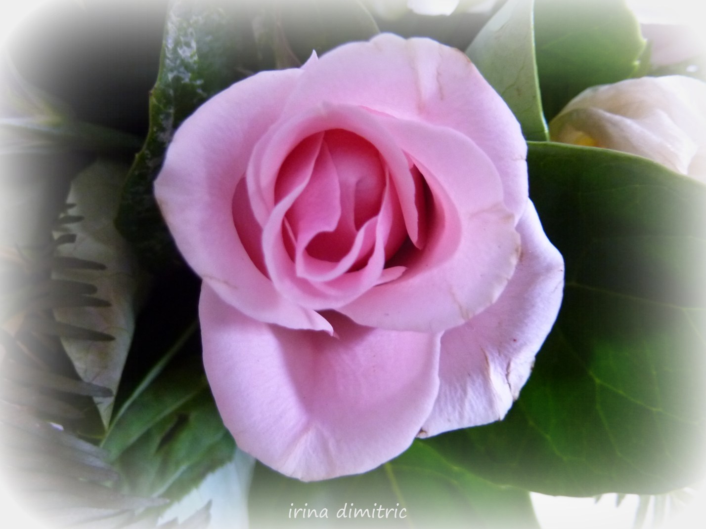 My Sweet Rose – Sonnet | Irina's Poetry Corner