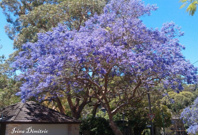 Bidding Goodbye to the Jacaranda Season – Haiku | Irina's Poetry Corner