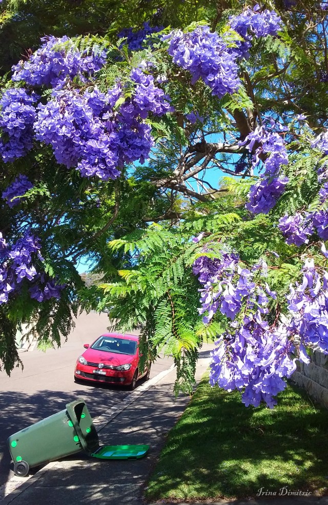 Jacaranda Tree Still In Bloom – Haiku | Irina's Poetry Corner